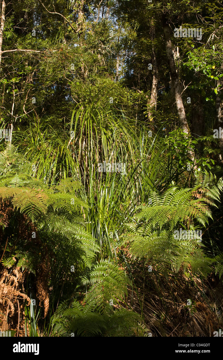 Kauri trees hi-res stock photography and images - Alamy