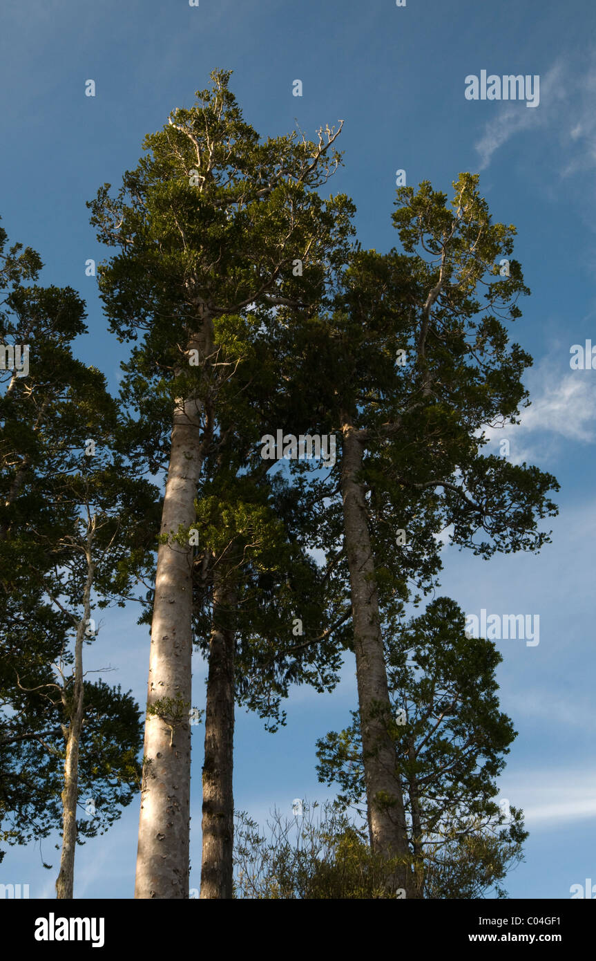 New Zealand's slow growing Kauri is one of the biggest trees in the ...