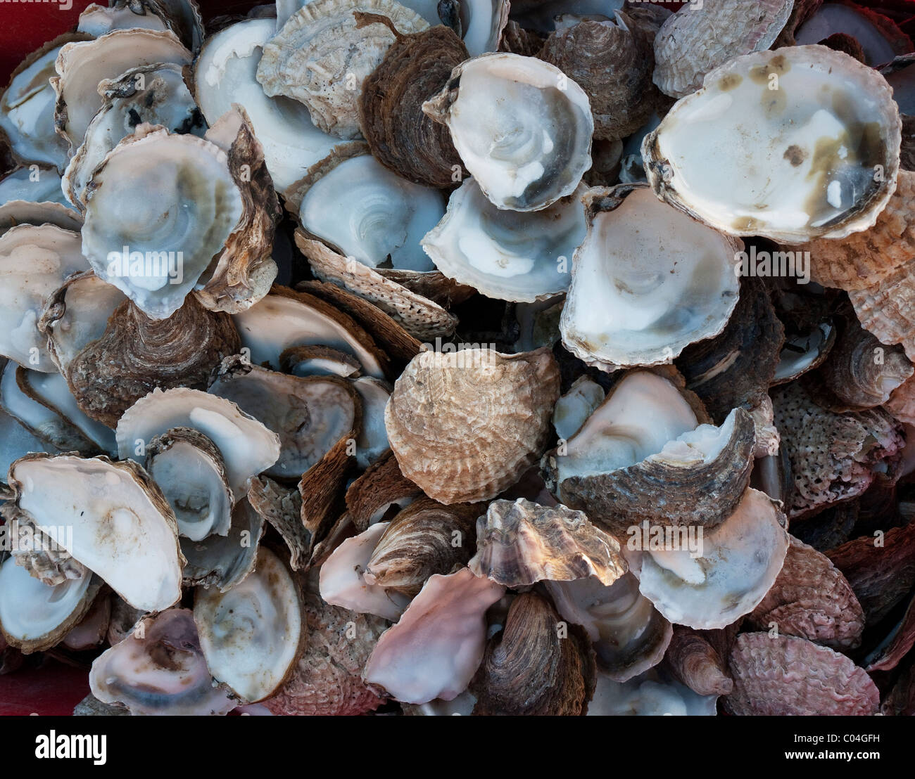 Oyster shell empty hi-res stock photography and images - Alamy