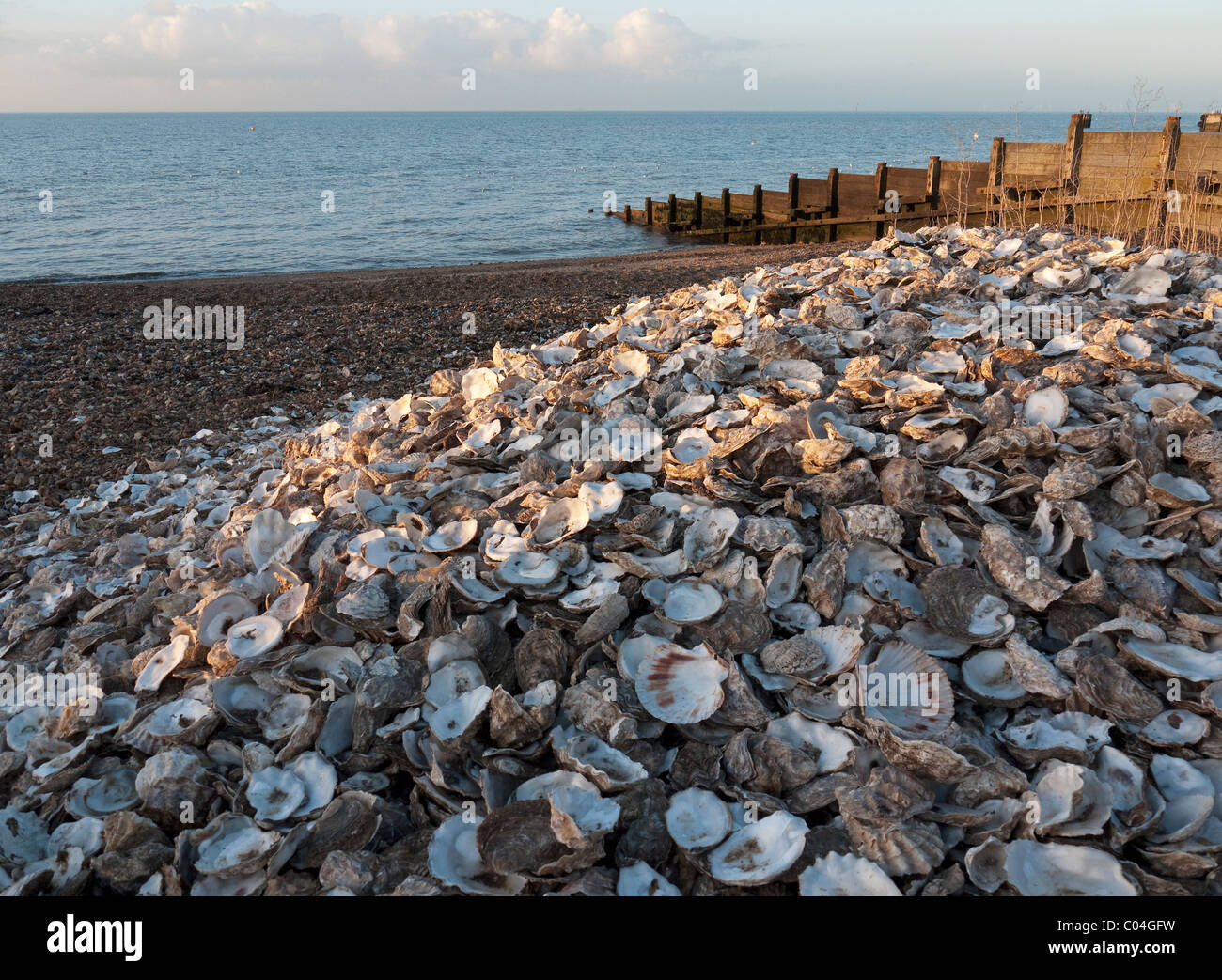 Empty whitstable oyster shells hi-res stock photography and images - Alamy