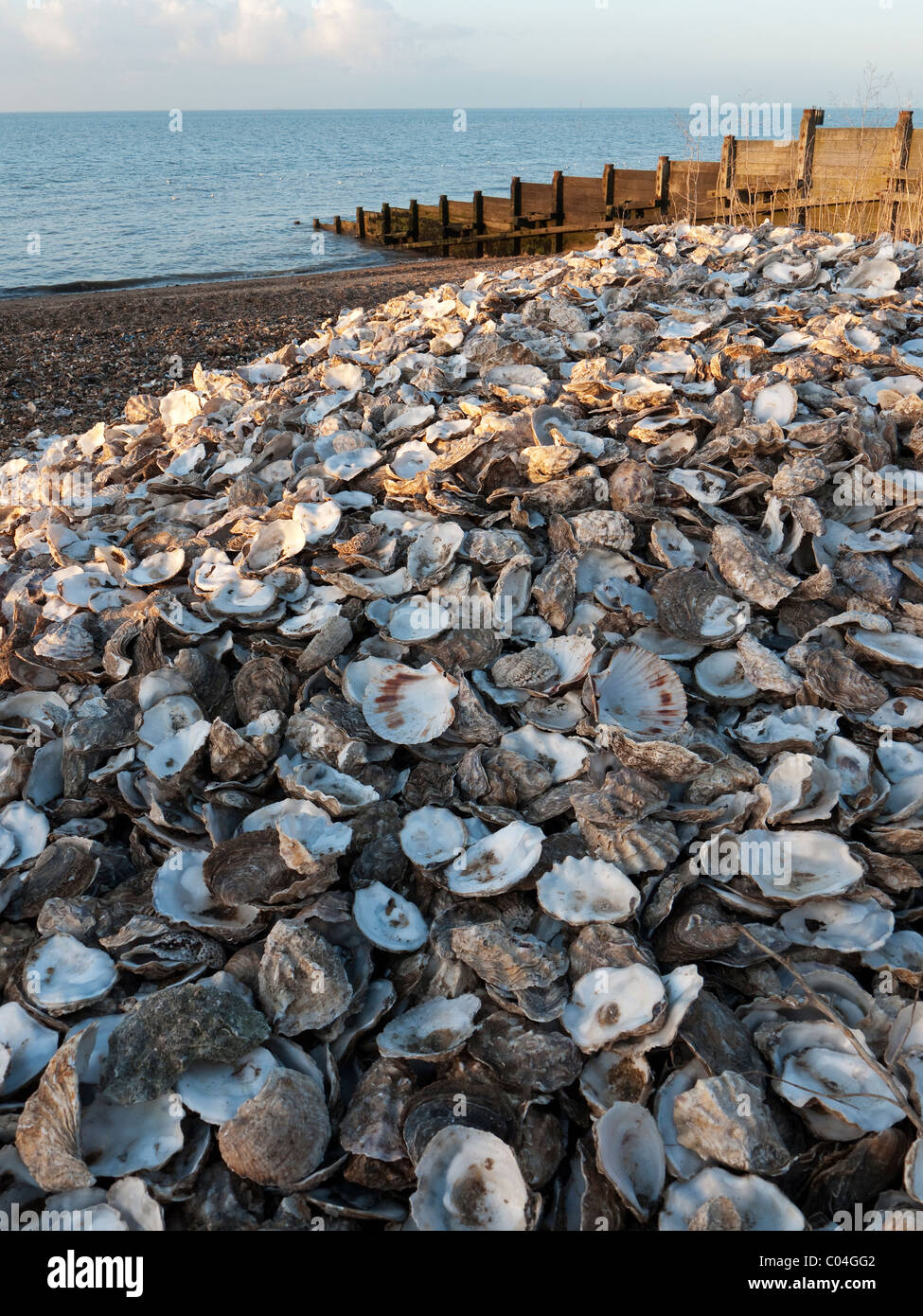 Empty whitstable oyster shells hi-res stock photography and images - Alamy
