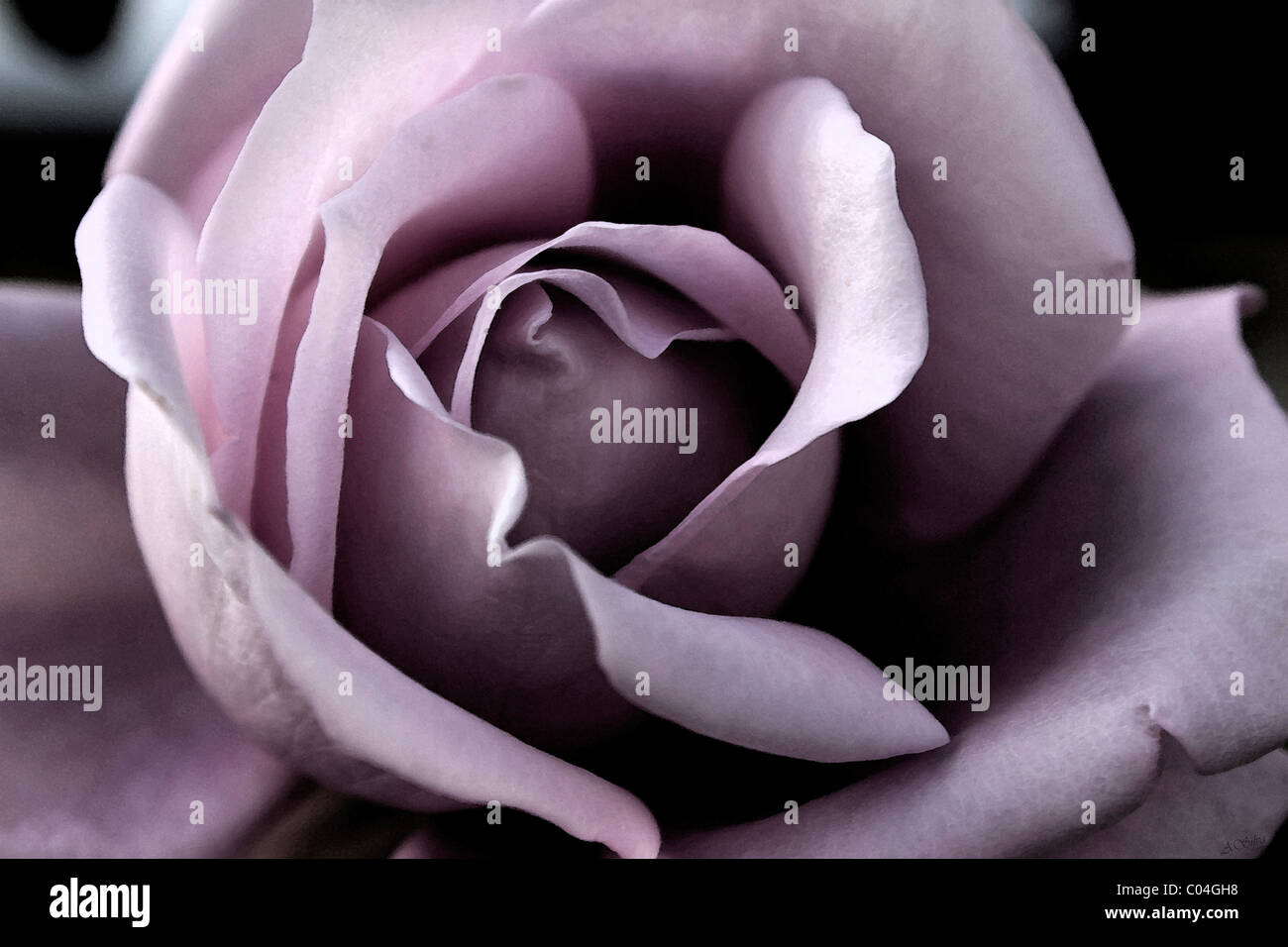 Painted rose decoration hi-res stock photography and images - Alamy