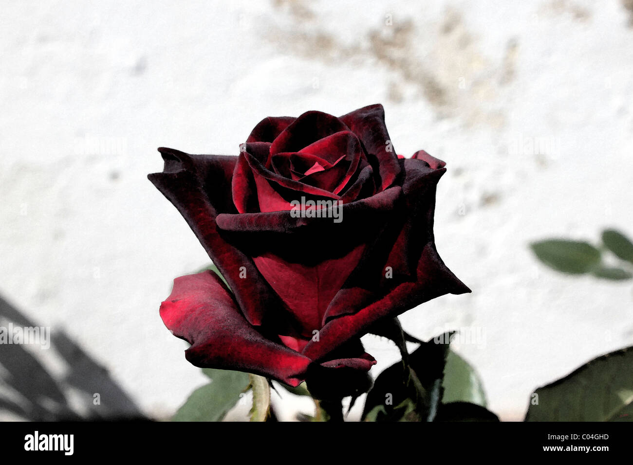 Painted Red Rose Stock Photo - Alamy