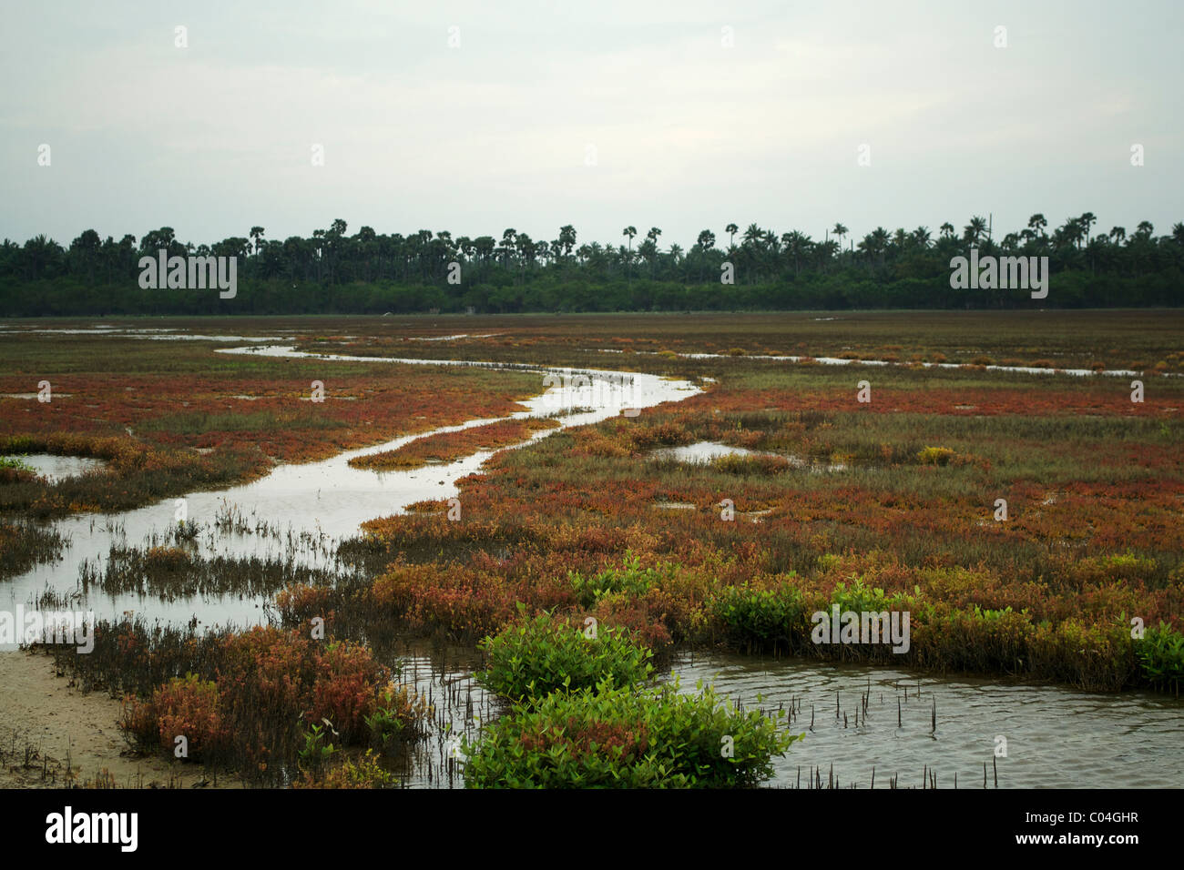 Marsh land hi-res stock photography and images - Alamy