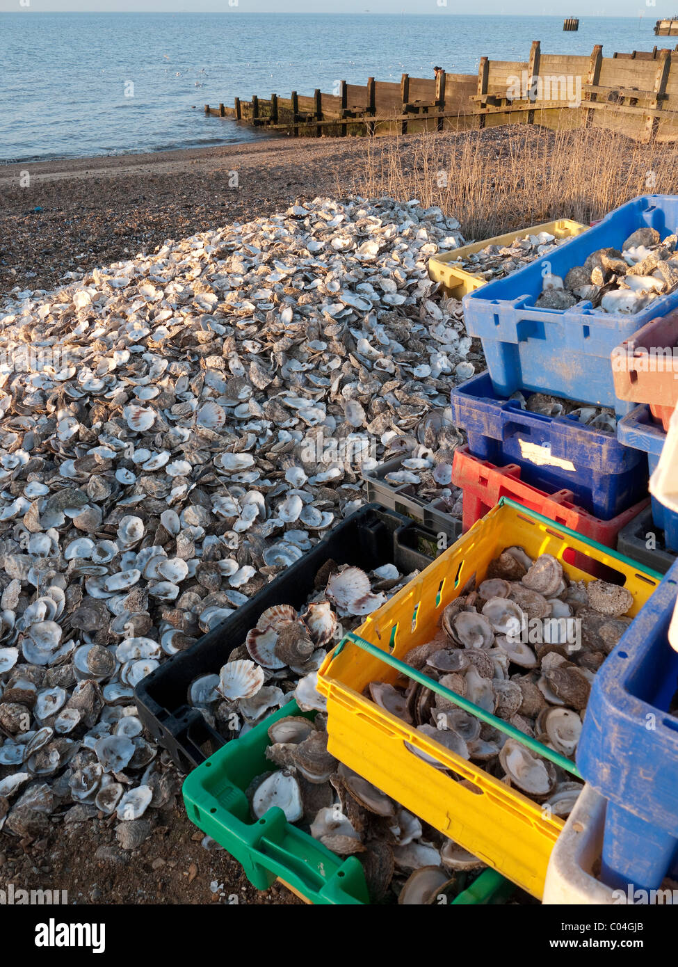 Empty whitstable oyster shells hi-res stock photography and images - Alamy