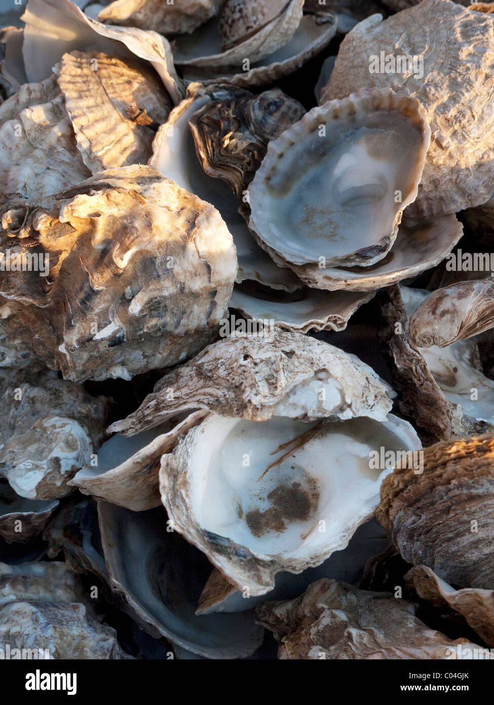 Empty whitstable oyster shells hi-res stock photography and images - Alamy