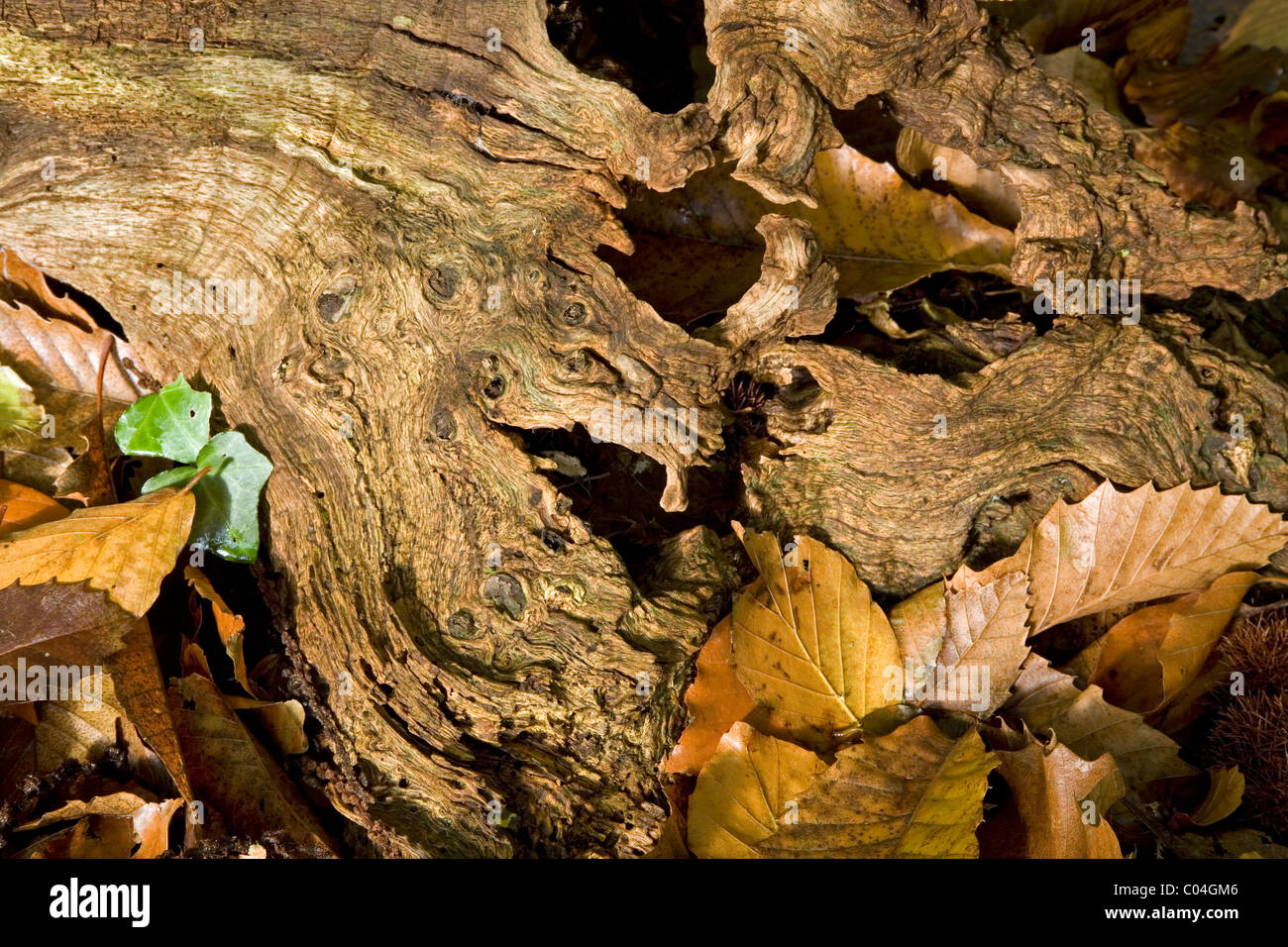 Decaying tree stump surrounded by dead leaves Stock Photo - Alamy
