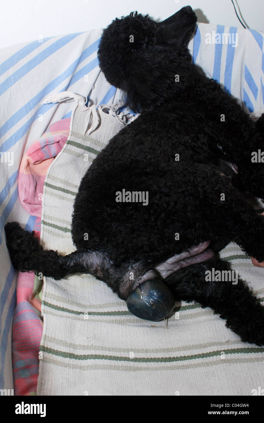 Female Poodle dog gives birth to a pup. This is one from a litter of ...