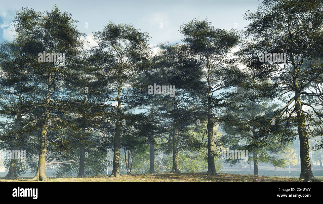 Ash forest hi-res stock photography and images - Alamy