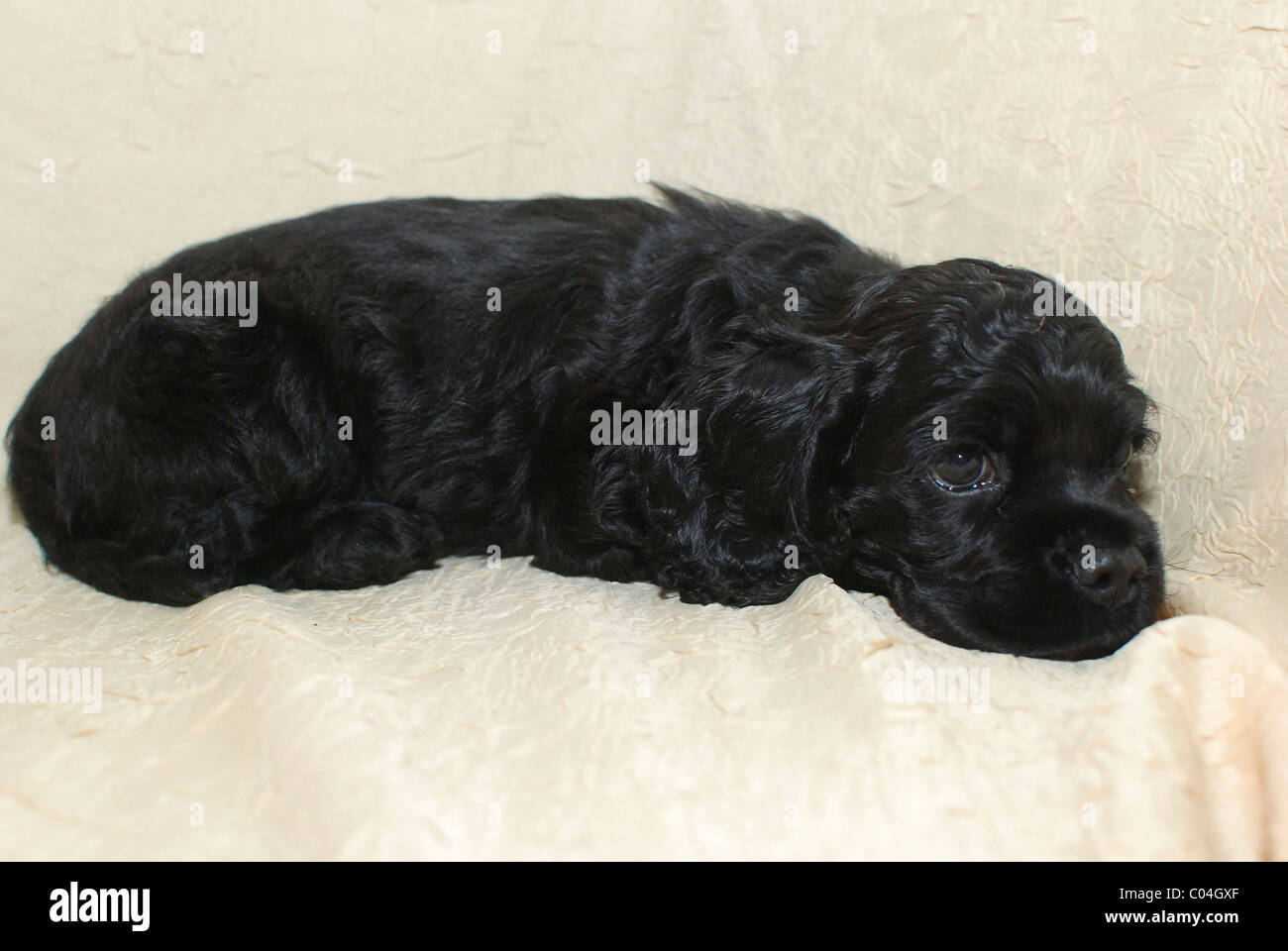 Black American Cocker Spaniel Puppy