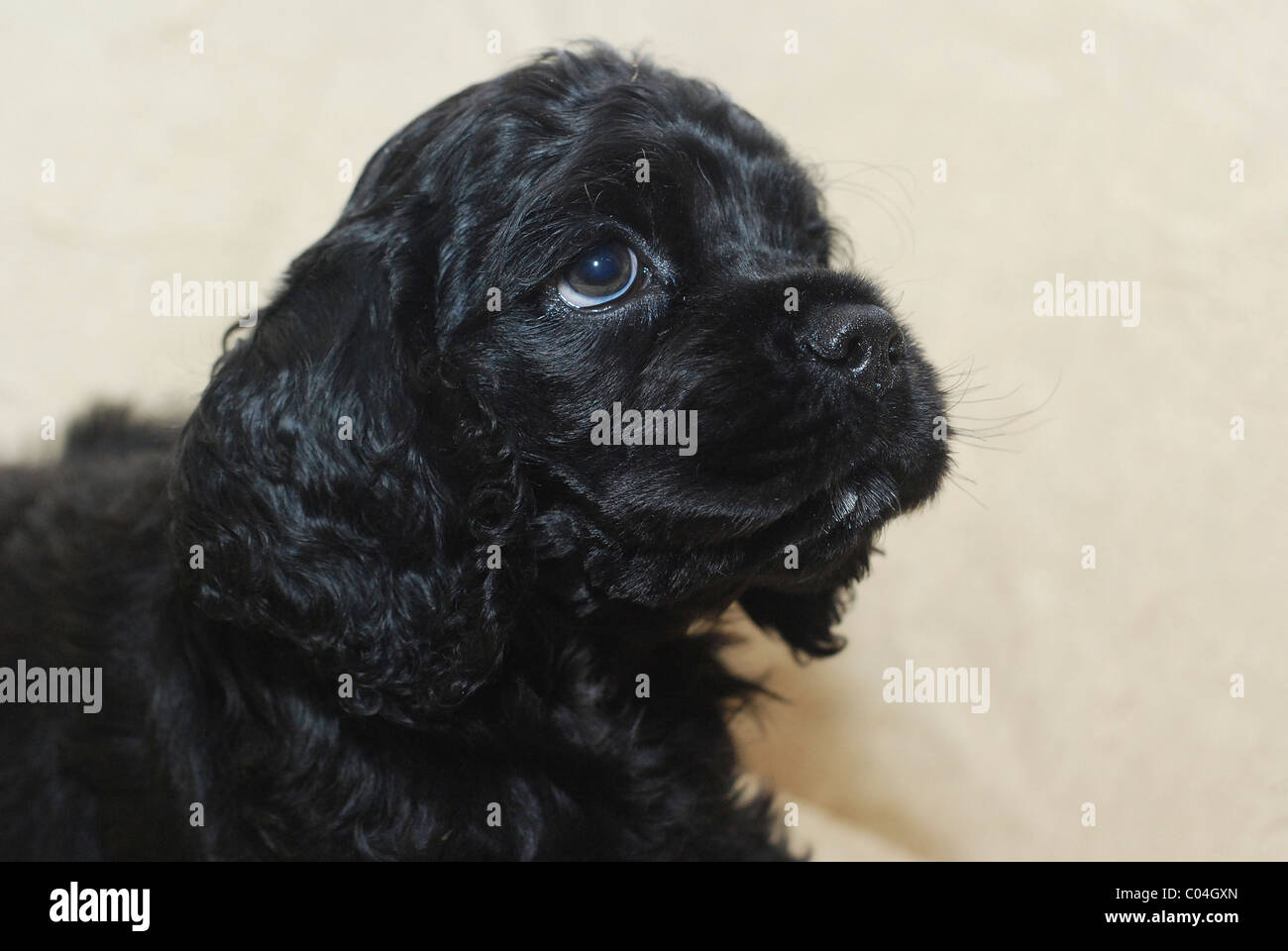 seven weeks old black American Cocker Spaniel puppy Stock Photo - Alamy