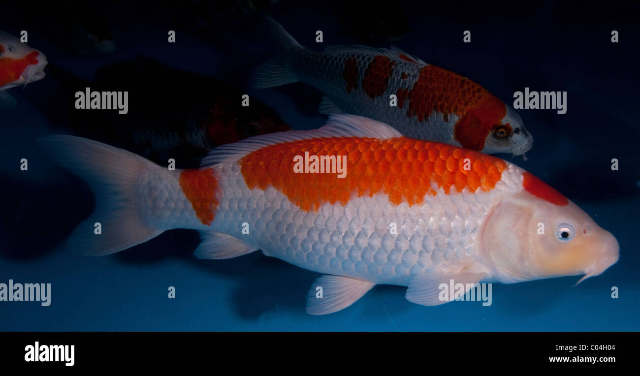 Koi (Japanese: literally "brocaded carp"), are ornamental domesticated ...