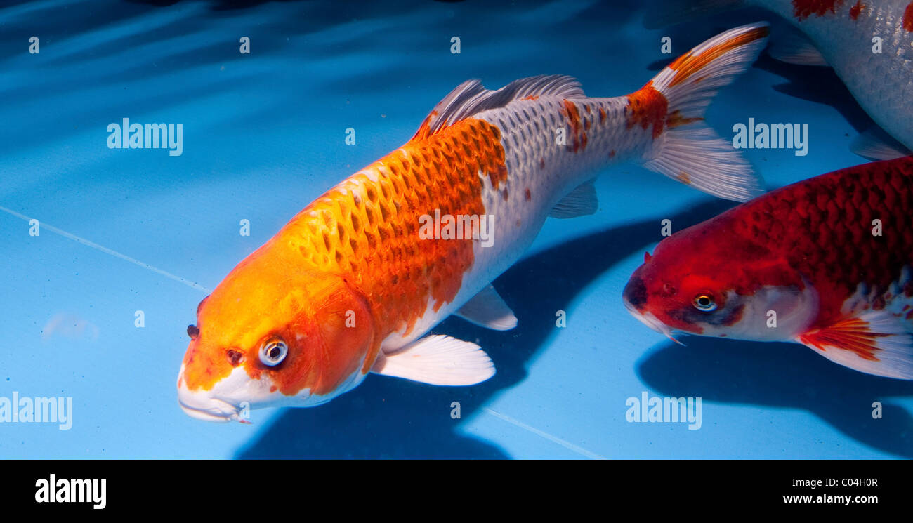 Koi (Japanese: literally "brocaded carp"), are ornamental domesticated ...