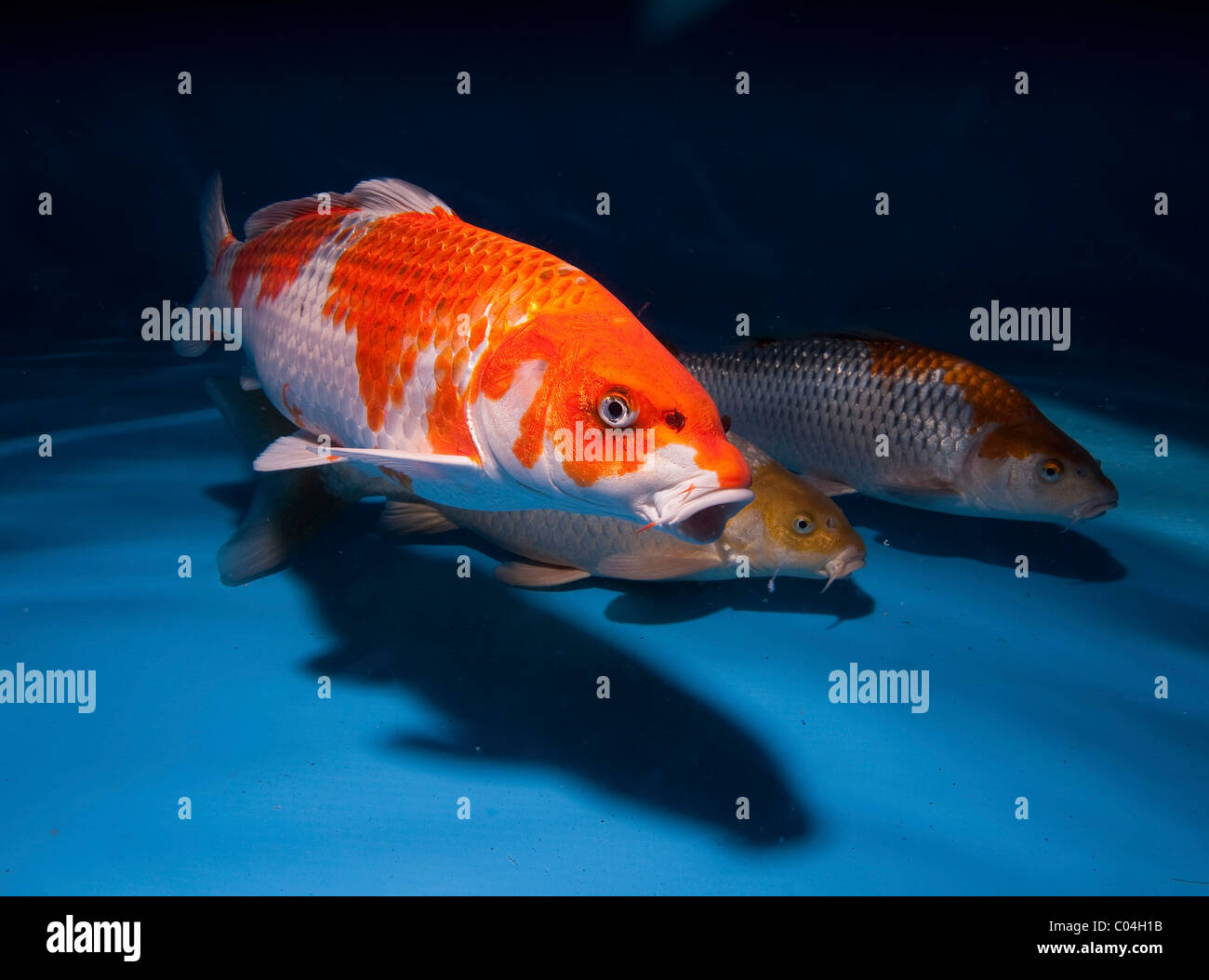 Koi (Japanese: literally "brocaded carp"), are ornamental domesticated ...