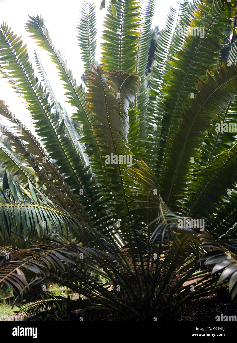 Modjadji nature reserve hi-res stock photography and images - Alamy