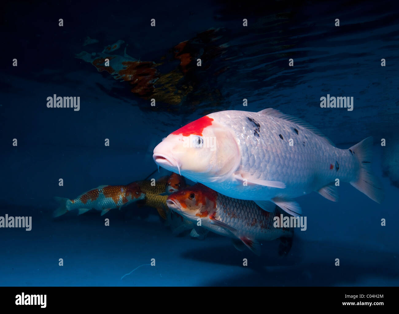 Koi (Japanese: literally "brocaded carp"), are ornamental domesticated ...