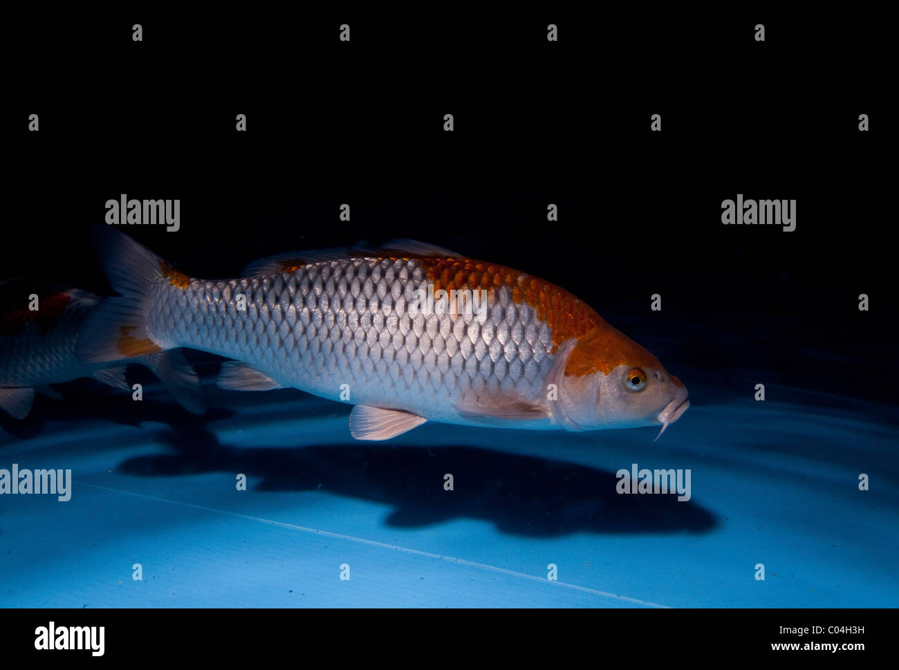 Koi (Japanese: literally "brocaded carp"), are ornamental domesticated ...