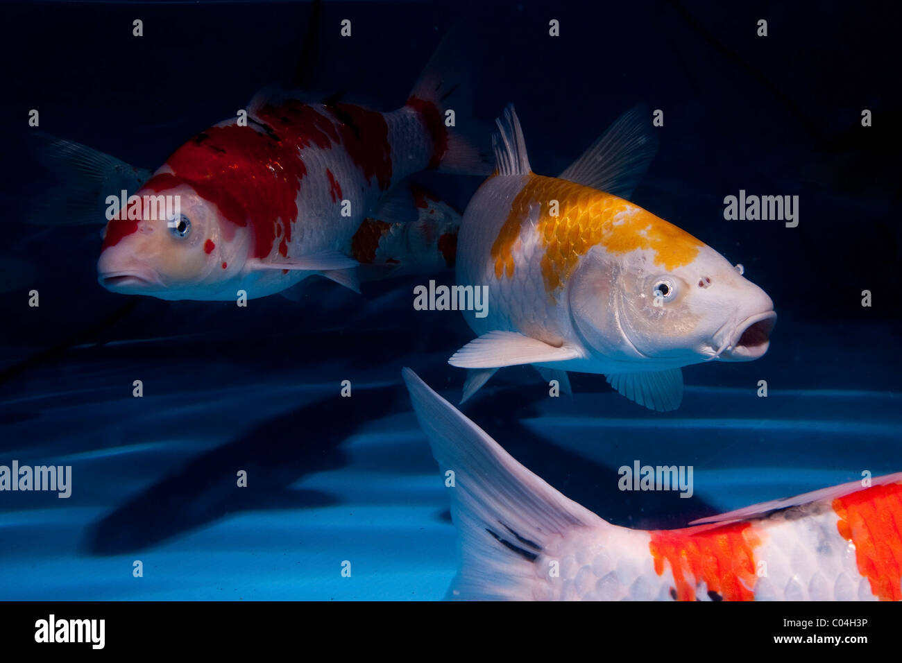 Koi (Japanese: literally "brocaded carp"), are ornamental domesticated ...