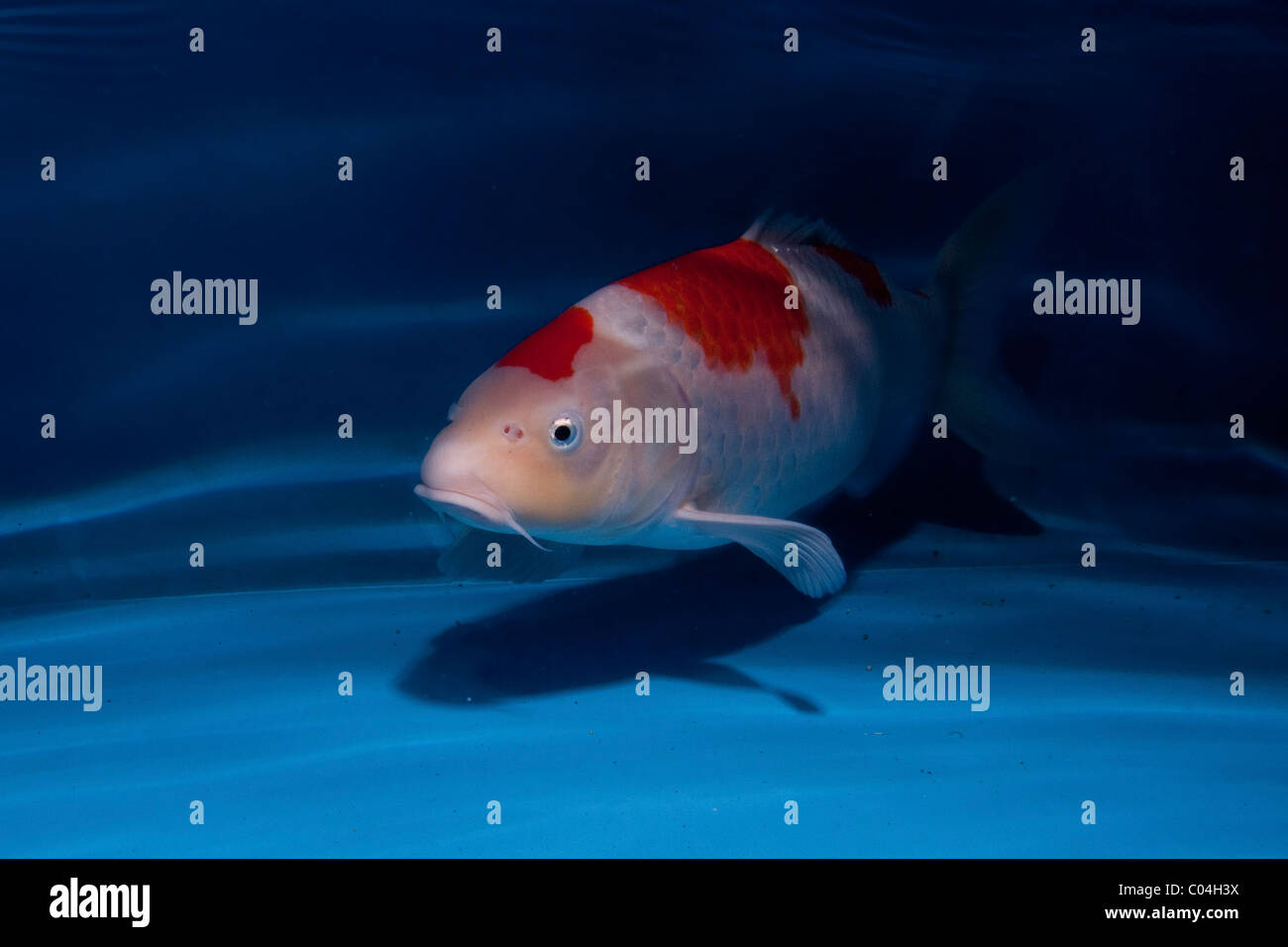 Koi (Japanese: literally "brocaded carp"), are ornamental domesticated ...