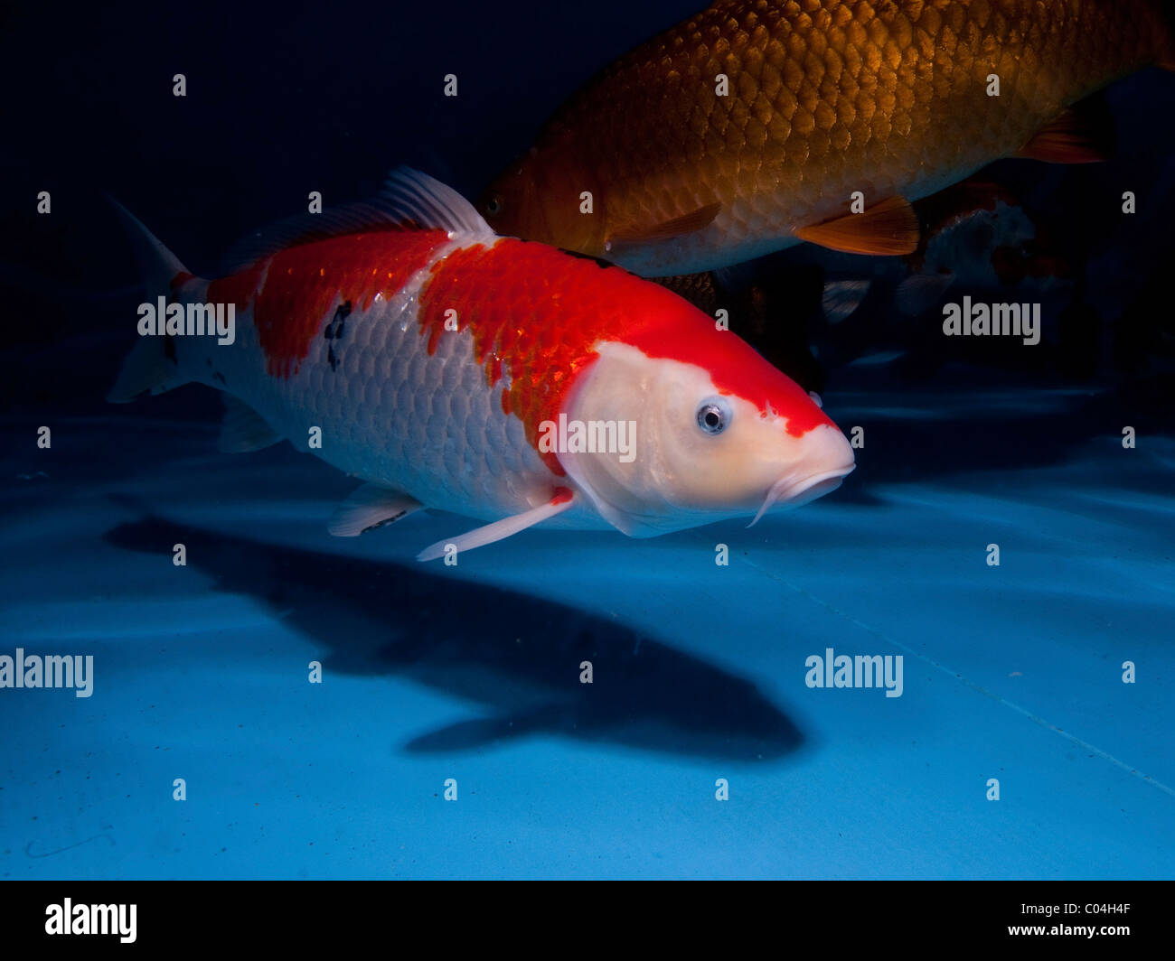 Koi (Japanese: literally "brocaded carp"), are ornamental domesticated ...