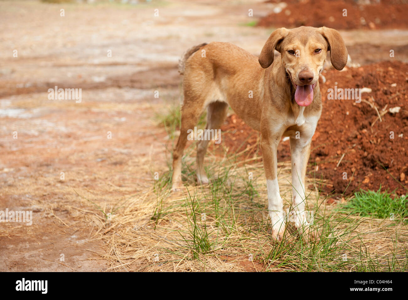 Why Is My Dog Always Hungry And Skinny