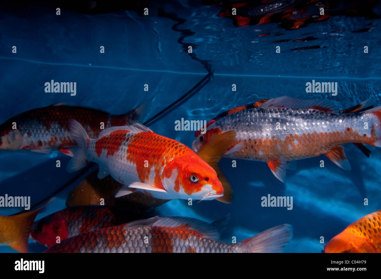 Koi (Japanese: literally "brocaded carp"), are ornamental domesticated ...