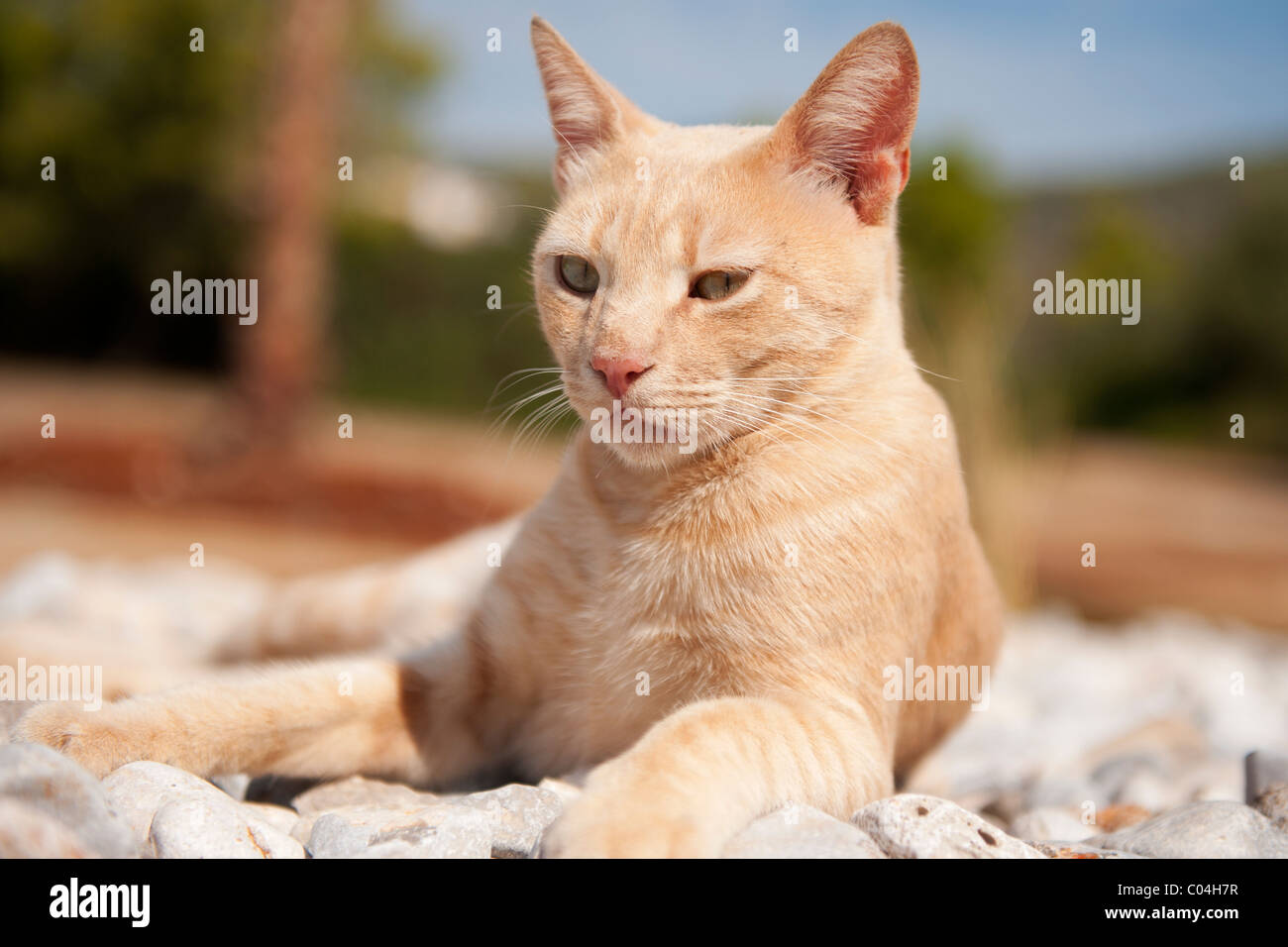 Greek red cat outdoor in nature environment Stock Photo - Alamy