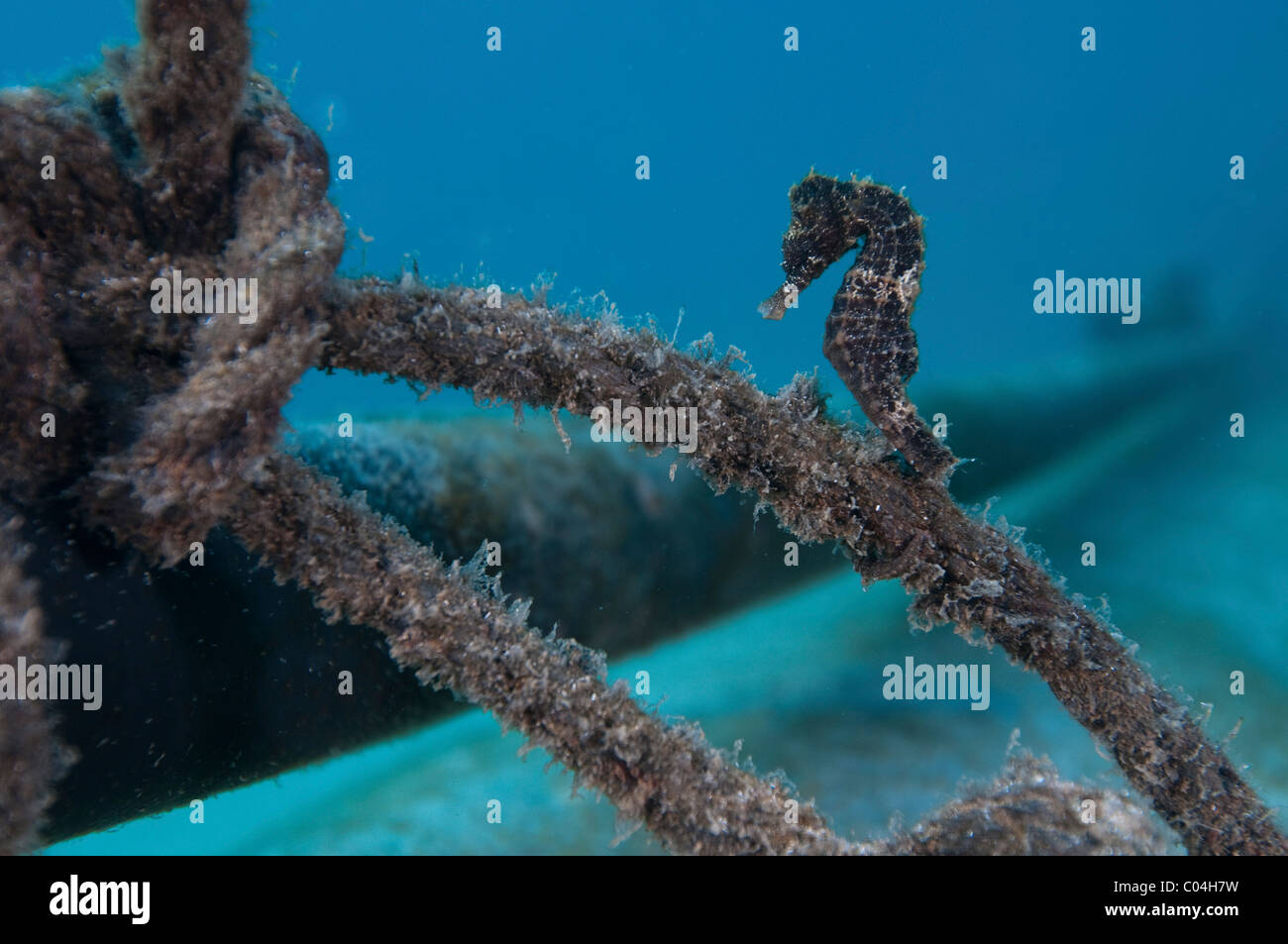 short-snouted seahorse (AKA Giant Sea Horse) (Hippocampus hippocampus ...