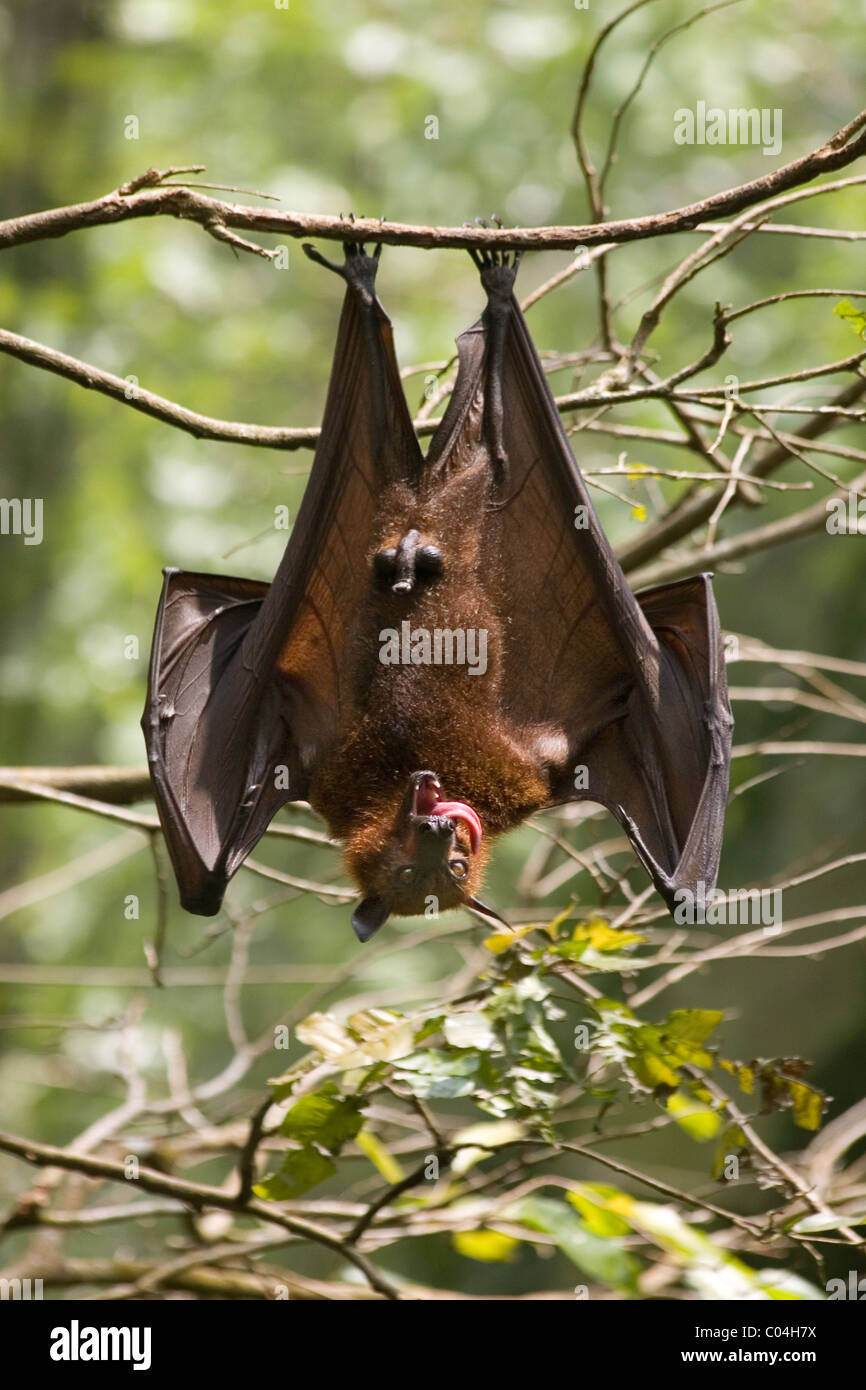 Fruit Bat or Flying Fox Stock Photo - Alamy