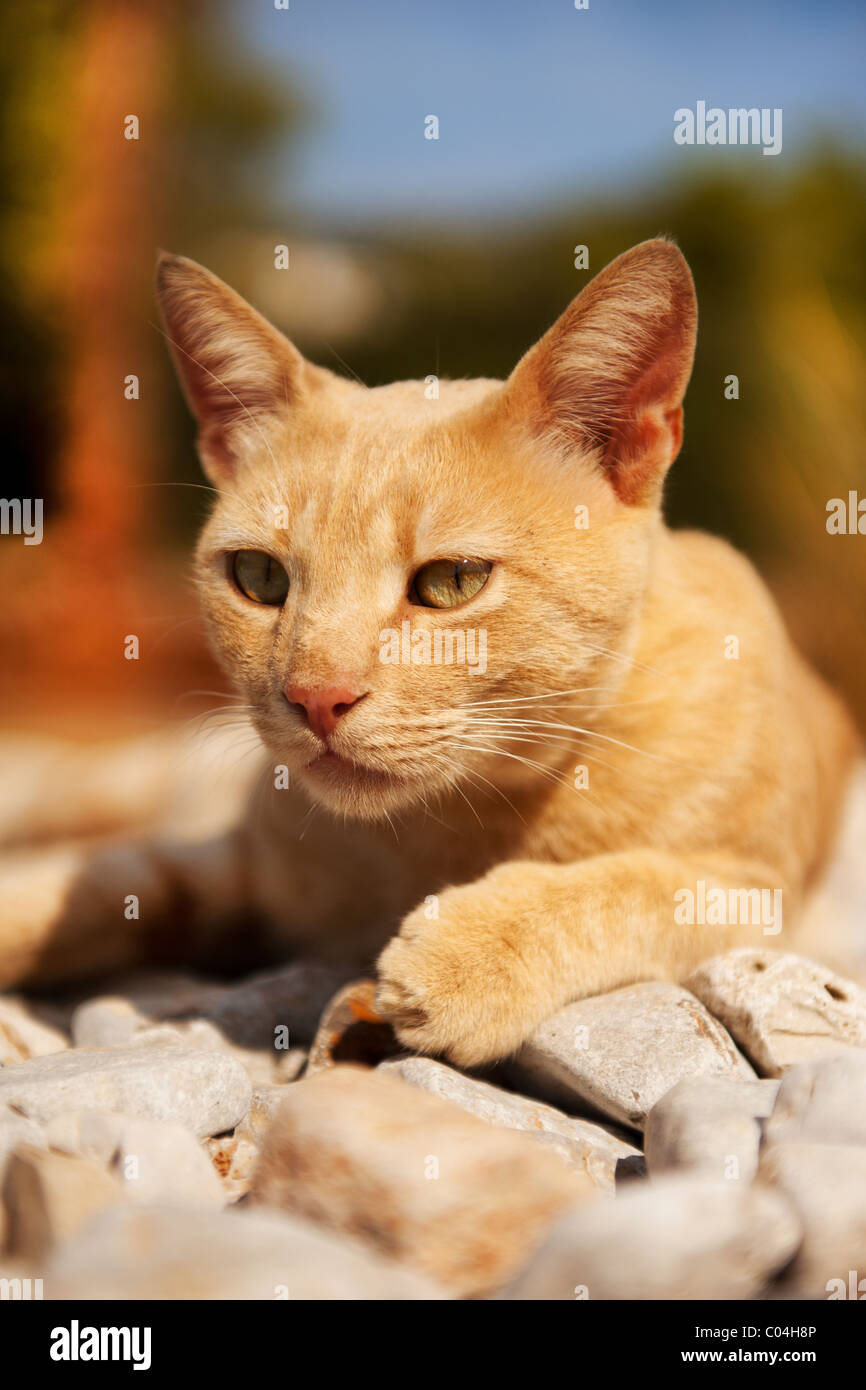 Greek red stray cat in nature outdoor Stock Photo - Alamy