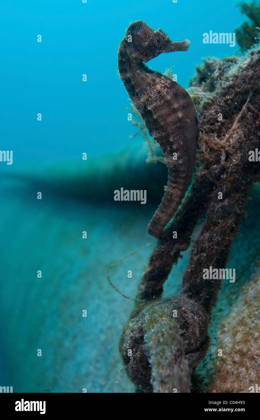 Biggest Seahorse In The World