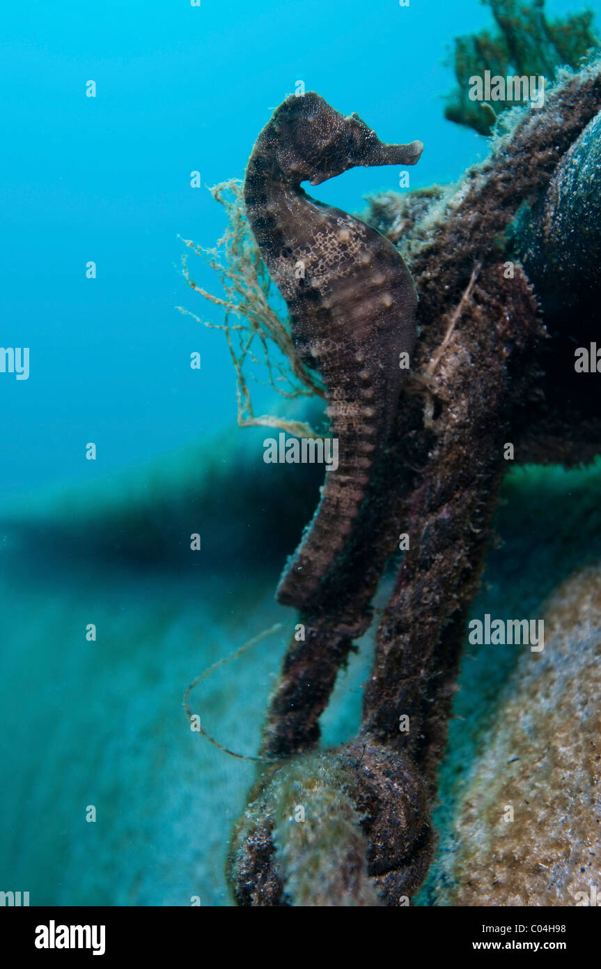 short-snouted seahorse (AKA Giant Sea Horse) (Hippocampus hippocampus ...