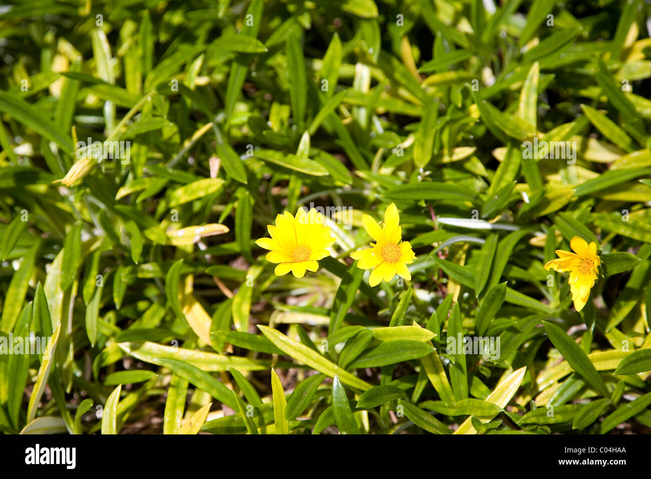 Bruingousblom or Gazania Krebsiana at Kirstenbosch Gardens in Cape Town ...