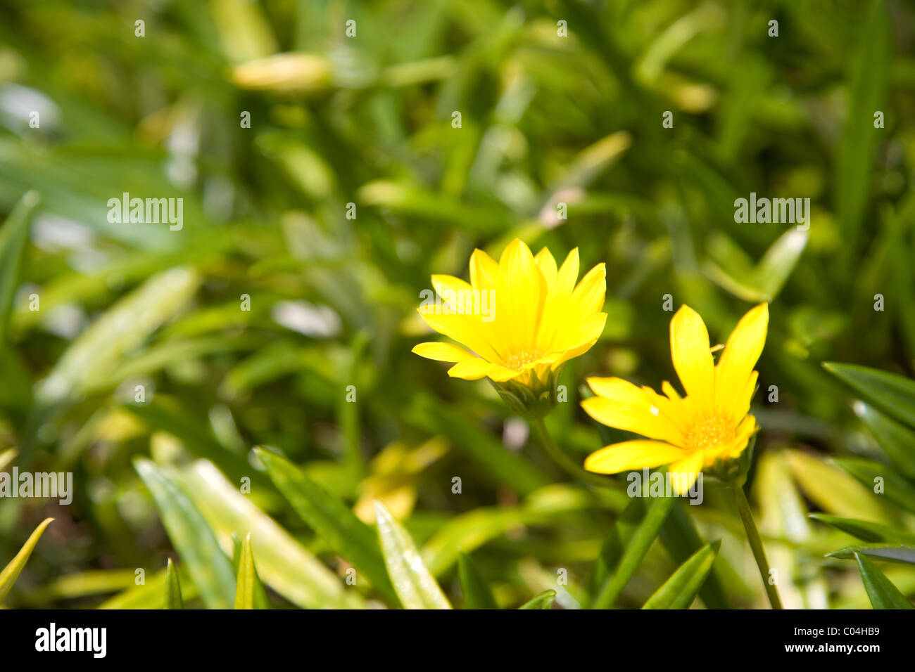 Bruingousblom or Gazania Krebsiana at Kirstenbosch Gardens in Cape Town ...