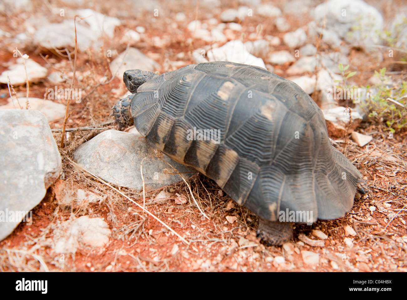 Greek tortoise hi-res stock photography and images - Alamy