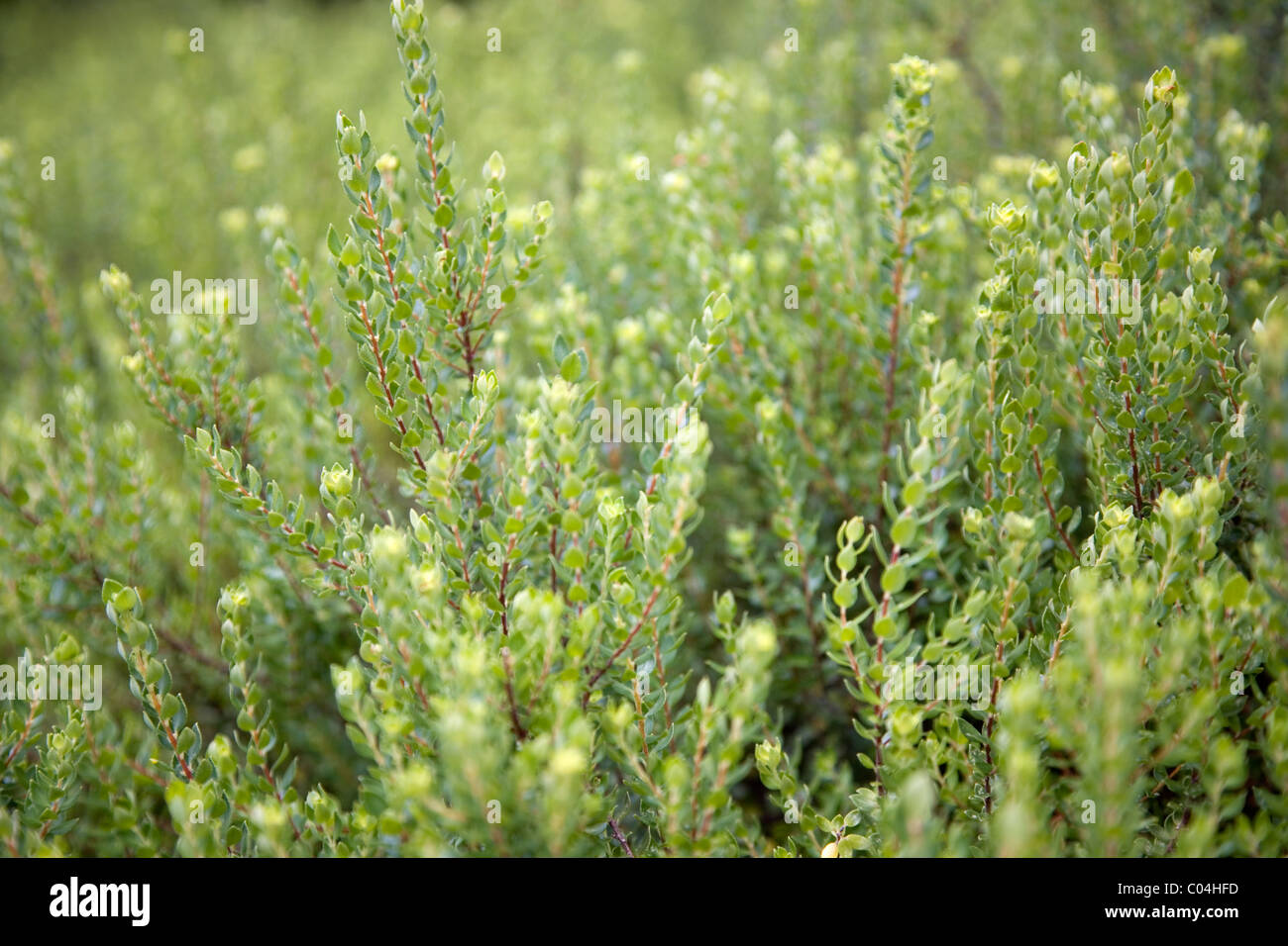 Wild Buchu or Agathosma Ovata at Kirstenbosch in Cape Town Stock Photo ...
