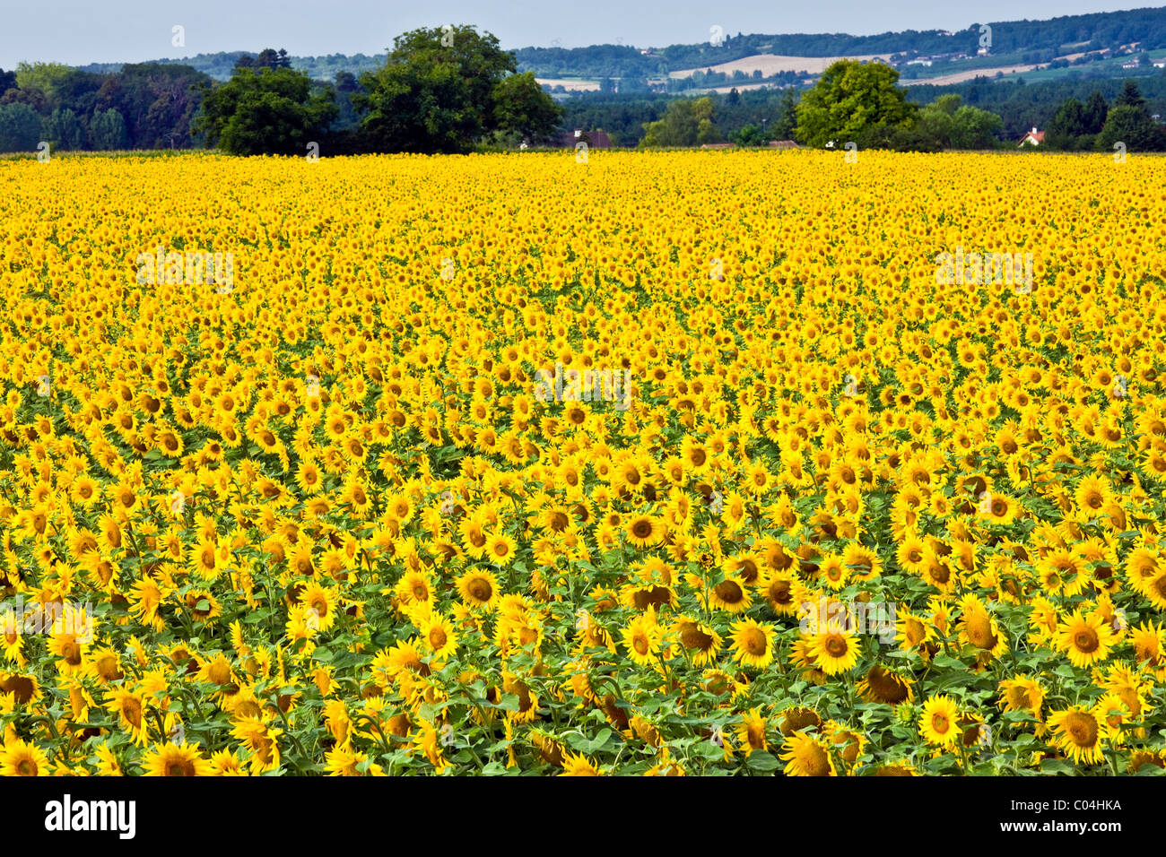 Plants de tournesol hi-res stock photography and images - Alamy