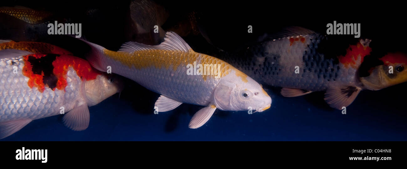 Koi (Japanese: literally "brocaded carp"), are ornamental domesticated ...