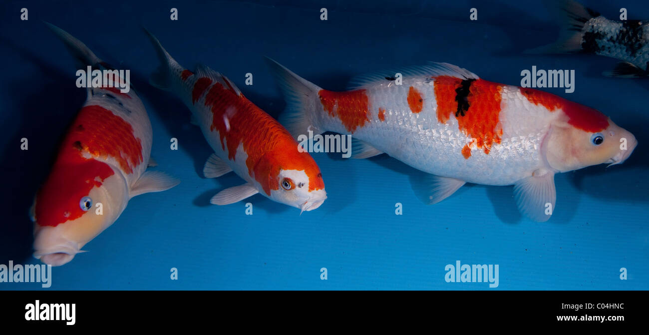 Koi (Japanese: literally "brocaded carp"), are ornamental domesticated ...