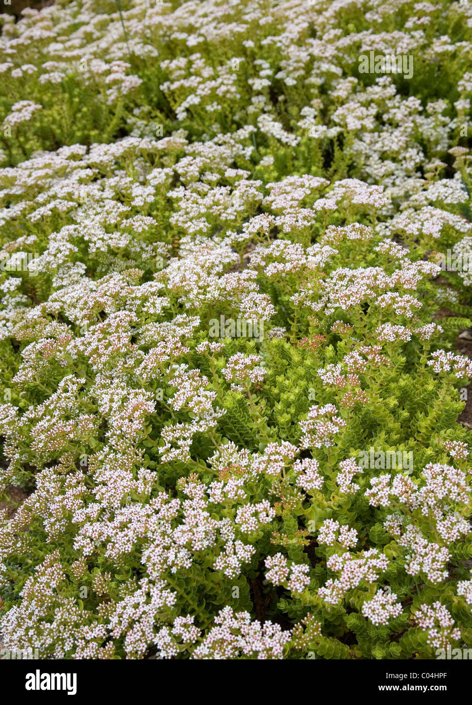 Crassula dejecta hi-res stock photography and images - Alamy