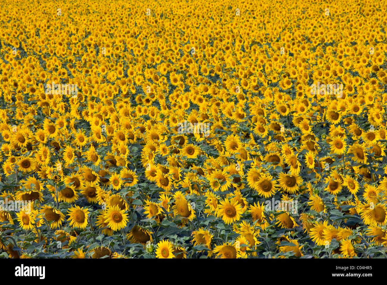 Plants de tournesol hi-res stock photography and images - Alamy