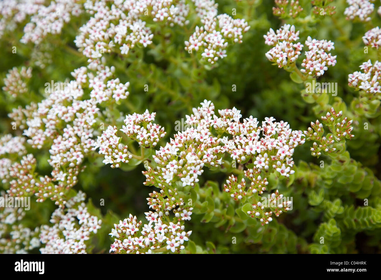 Crassula Dejecta at Kirstenbosch gardens in Cape Town Stock Photo - Alamy