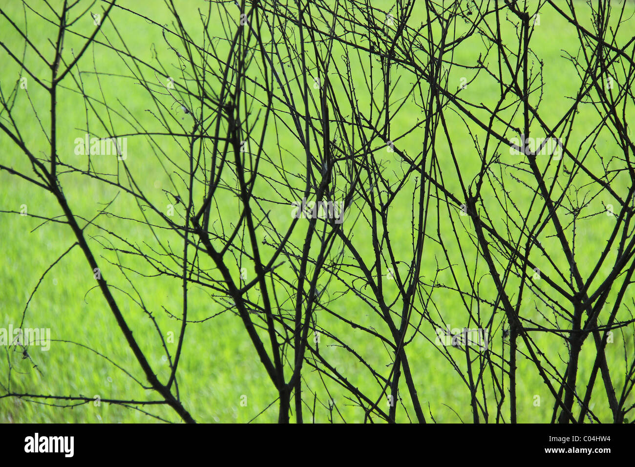 Shed tree in green background Stock Photo - Alamy