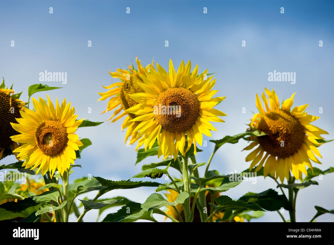 Plants de tournesol hi-res stock photography and images - Alamy