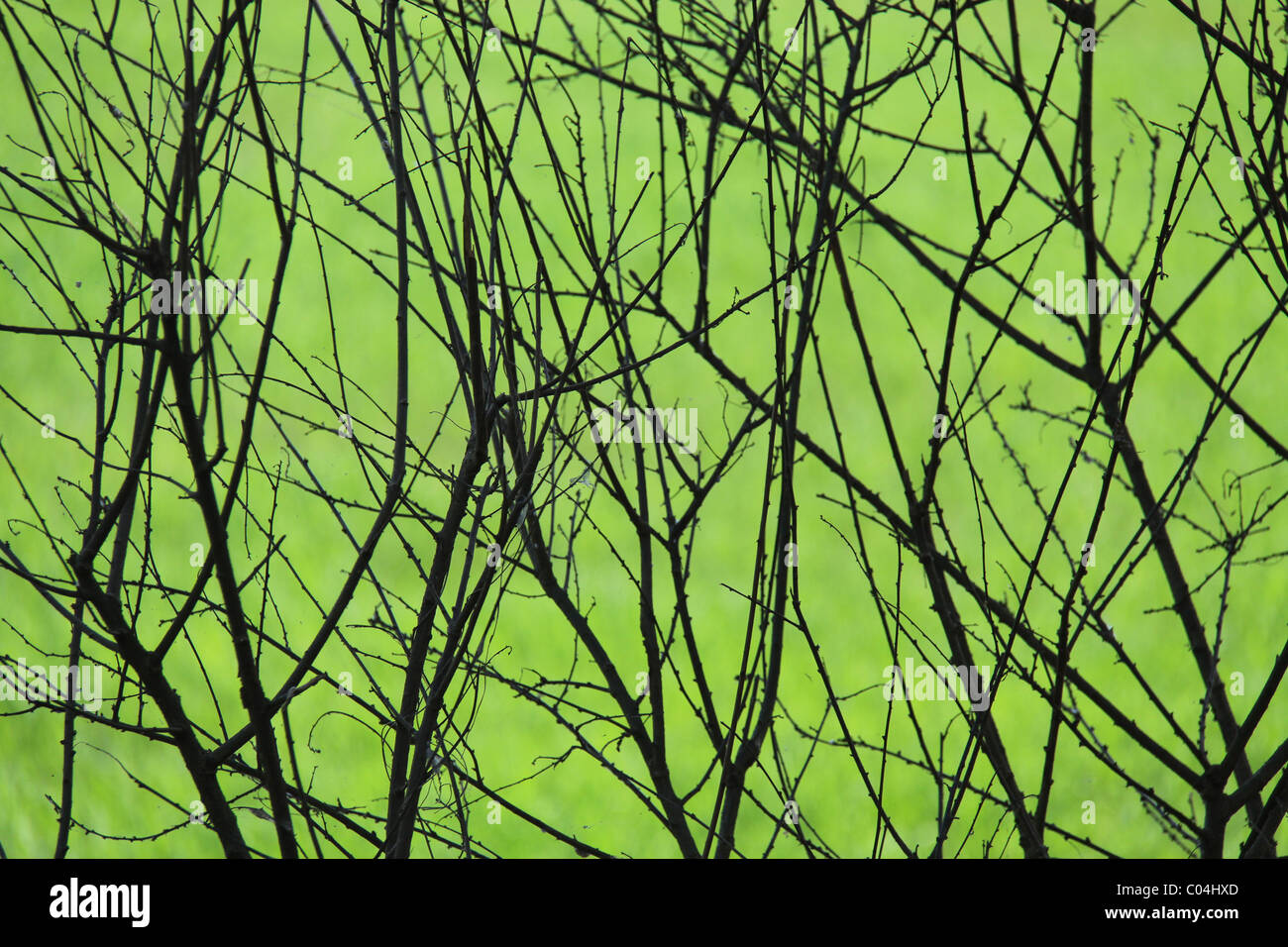 shed tree in green background Stock Photo - Alamy
