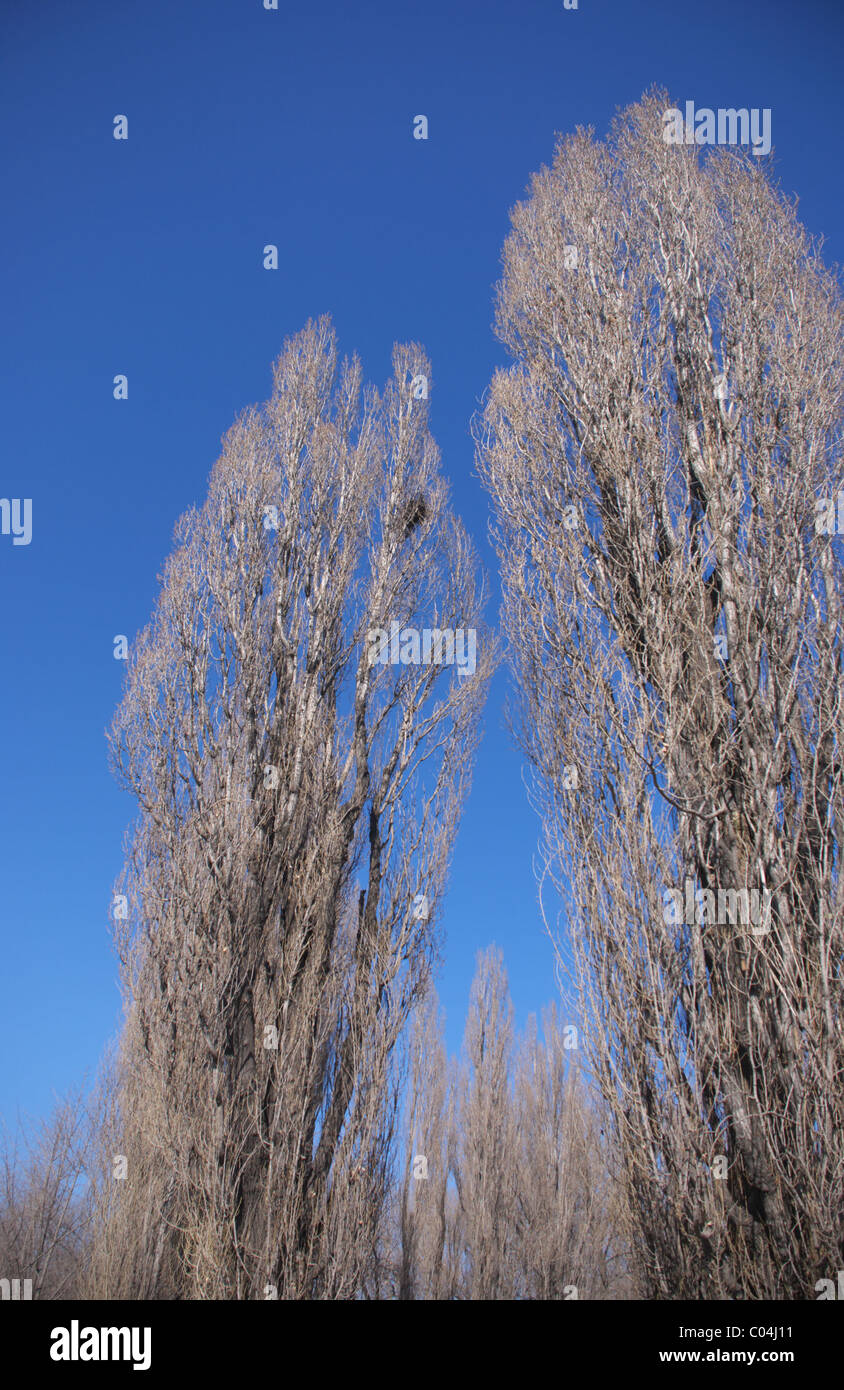 Silver birch tree in winter hi-res stock photography and images - Alamy