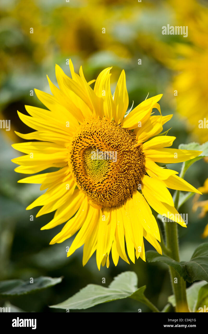 Tournesol hi-res stock photography and images - Alamy