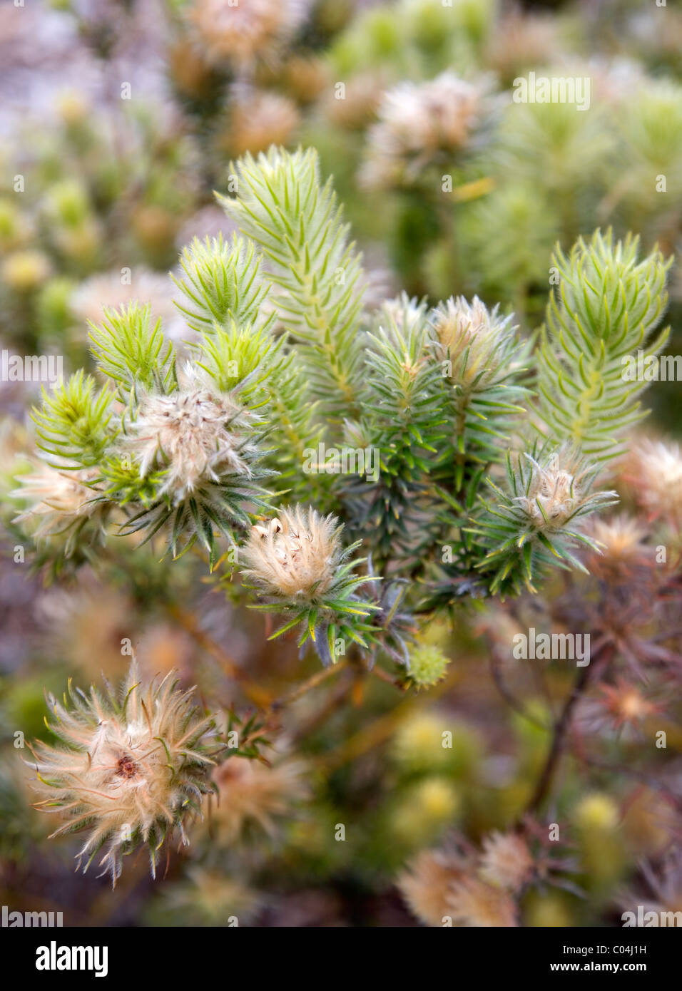 Featherhead or Phylica Pubescens plant at Kirstenbosch in Cape Town ...