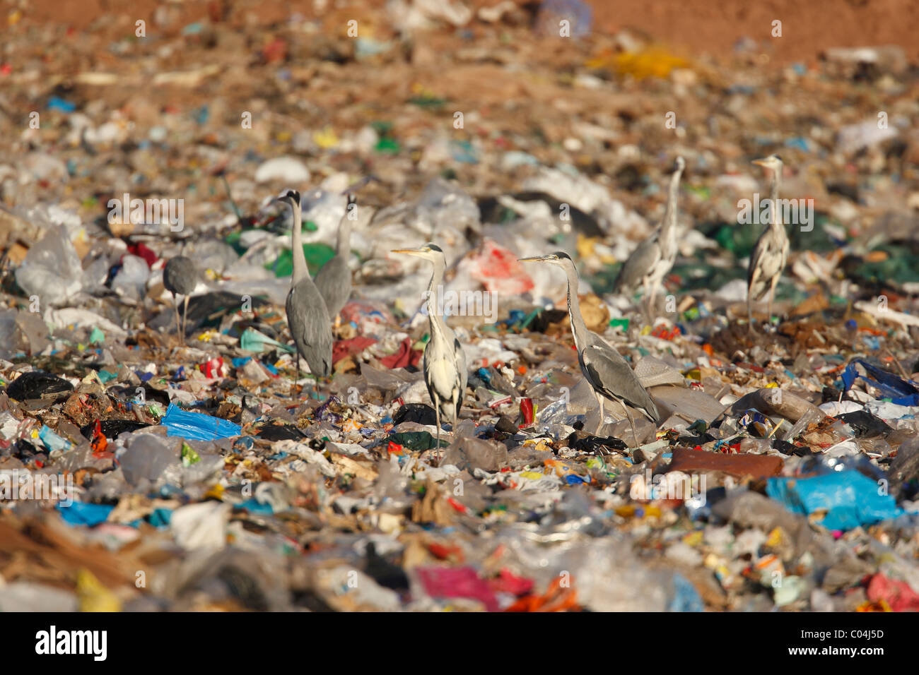 Animal dump hi-res stock photography and images - Alamy