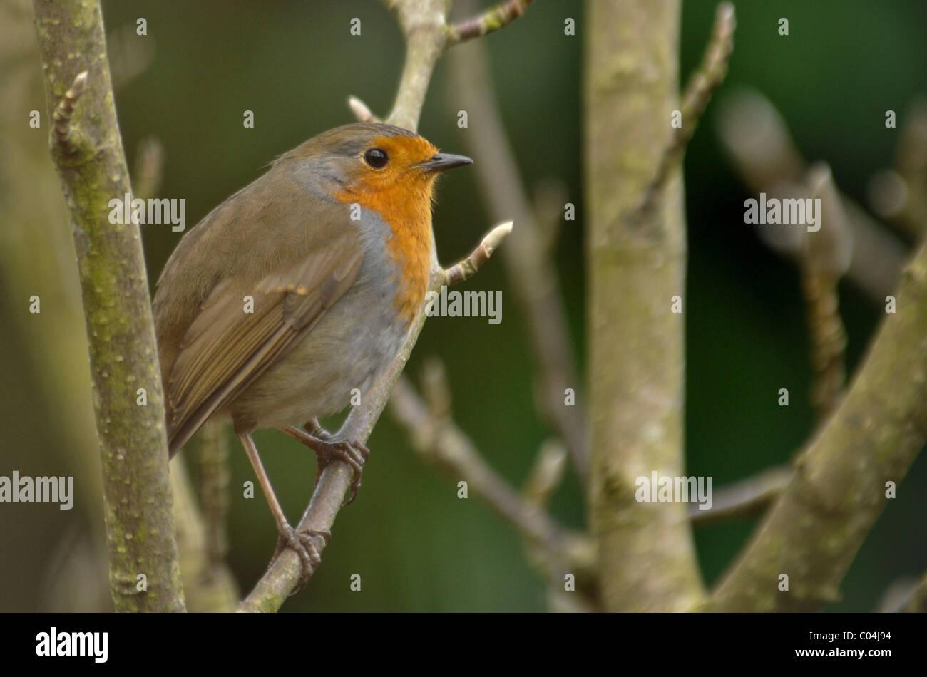 Native robin hi-res stock photography and images - Alamy